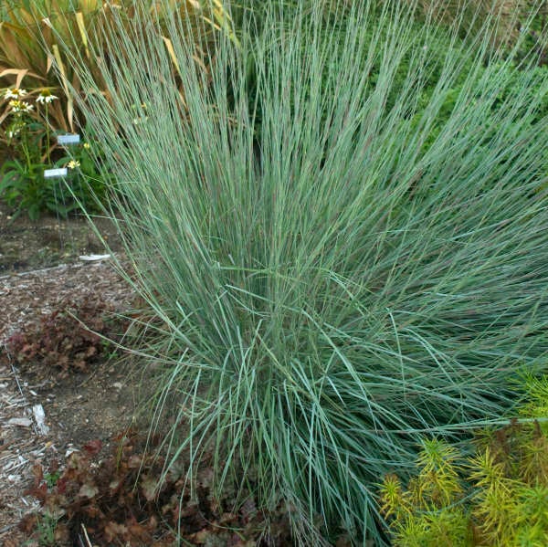 Ontario Native Grasses & Sedges | Online Store