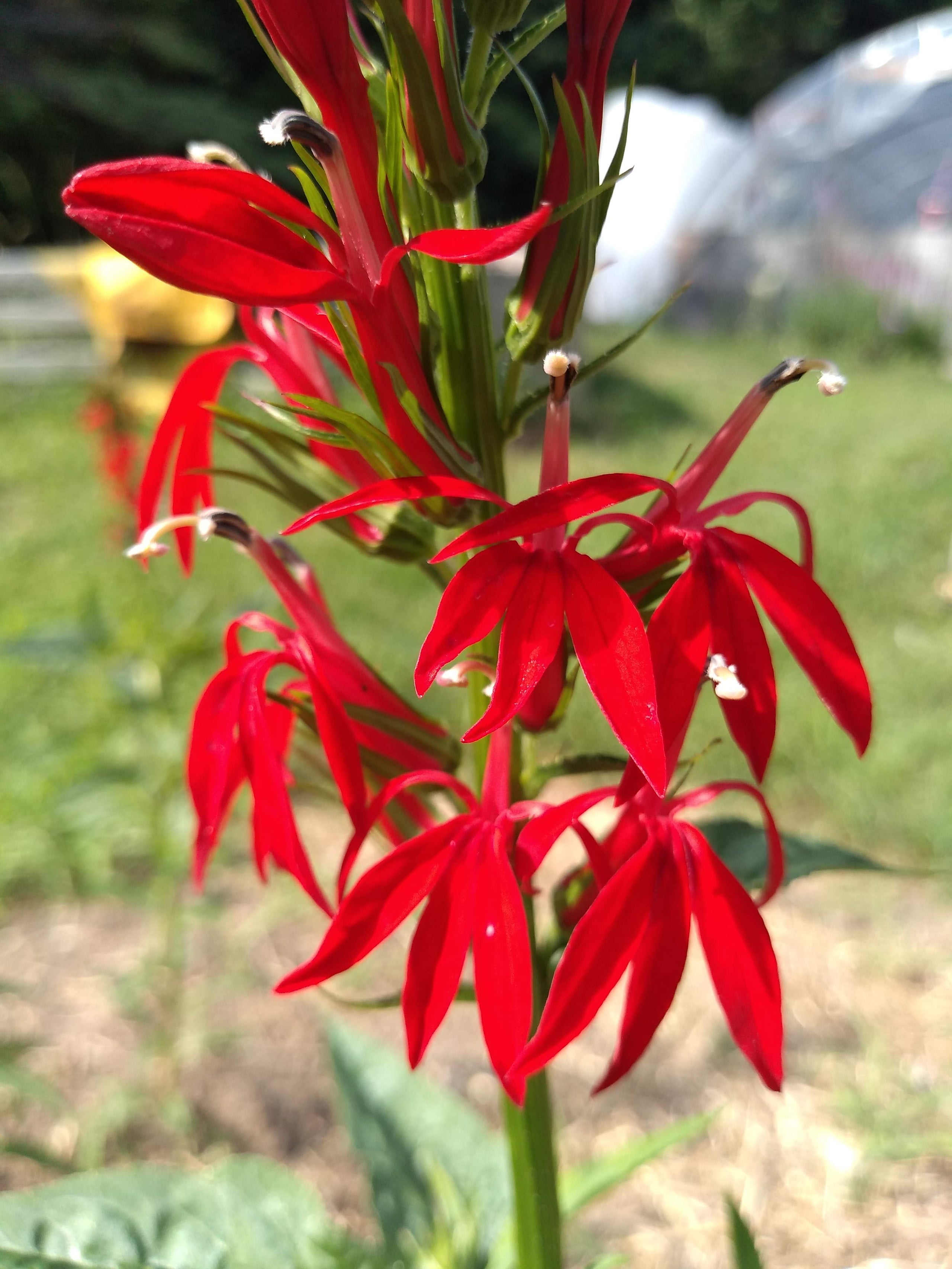 Cardinal Flower, Lobelia cardinalis seeds | Online Store
